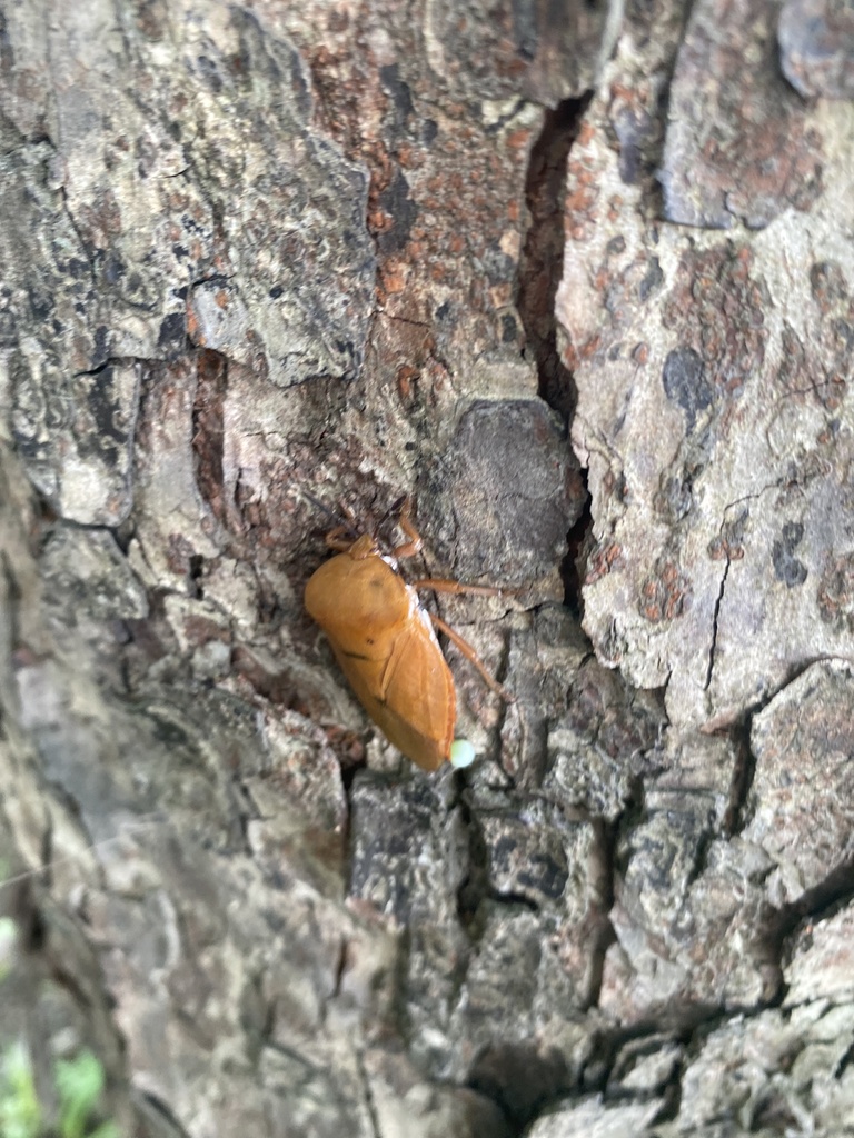 Lychee Stink Bug from 樹林區, TW on April 23, 2023 at 10:44 AM by 傑靈 張 ...