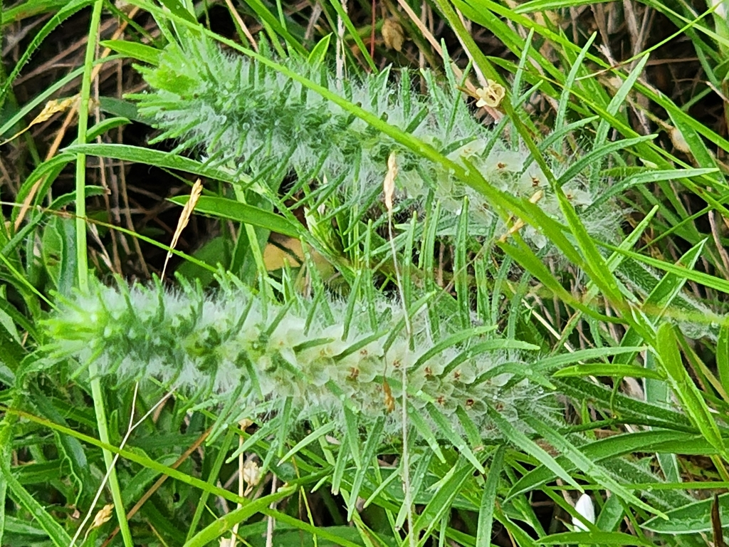 bracted plantain from Smithville, TX 78957, USA on April 20, 2023 at 09 ...