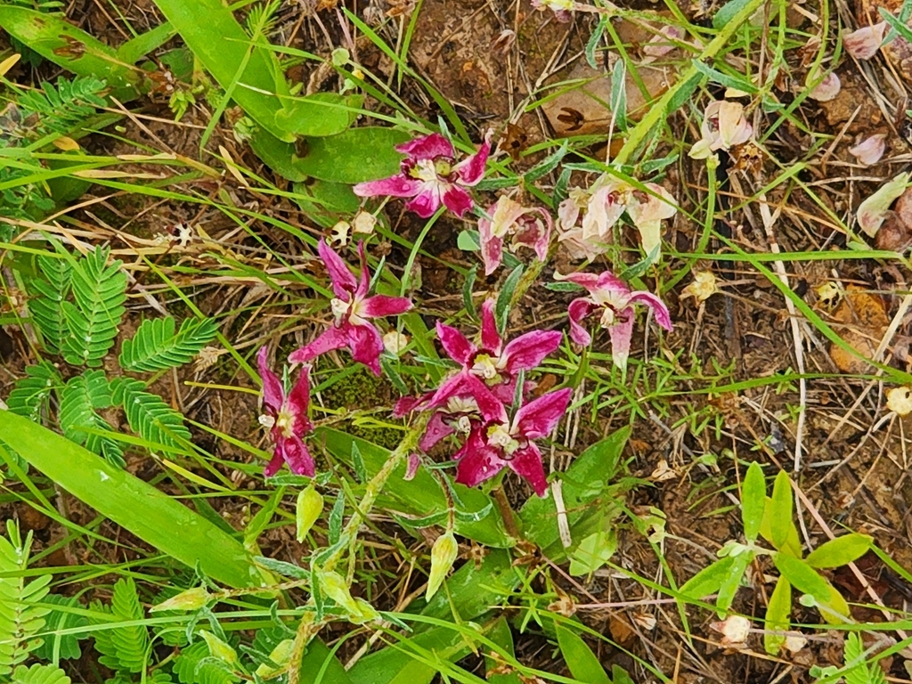 Trailing Rhatany from Smithville, TX 78957, USA on April 20, 2023 at 10 ...