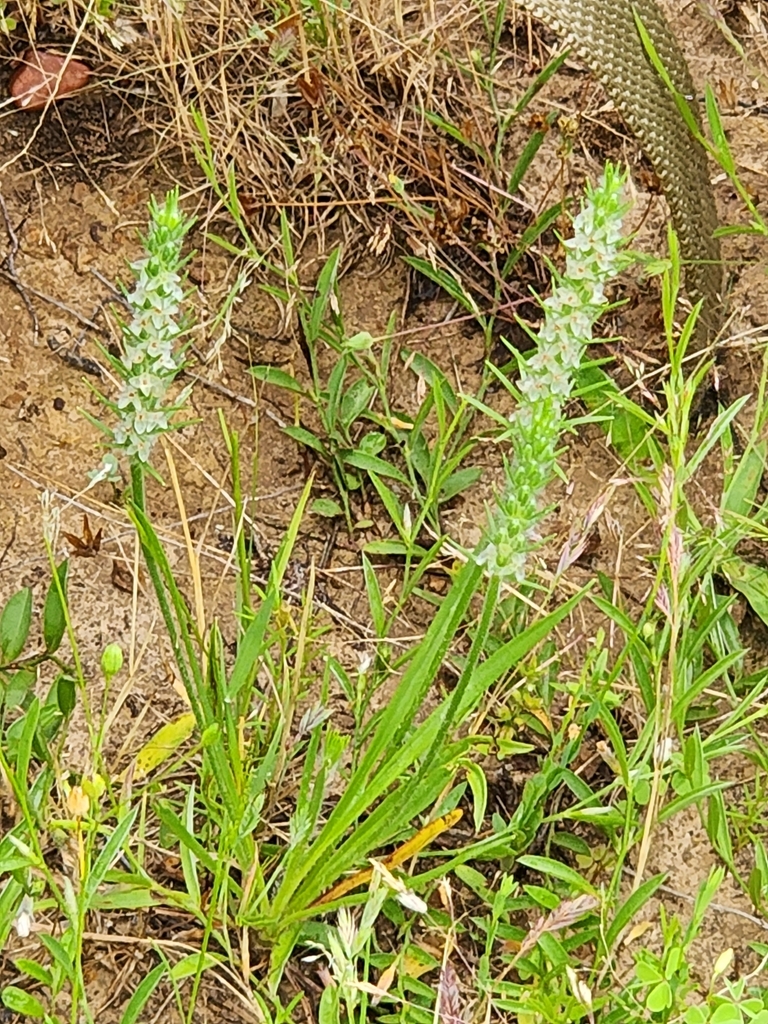 bracted plantain from Smithville, TX 78957, USA on April 20, 2023 at 10 ...