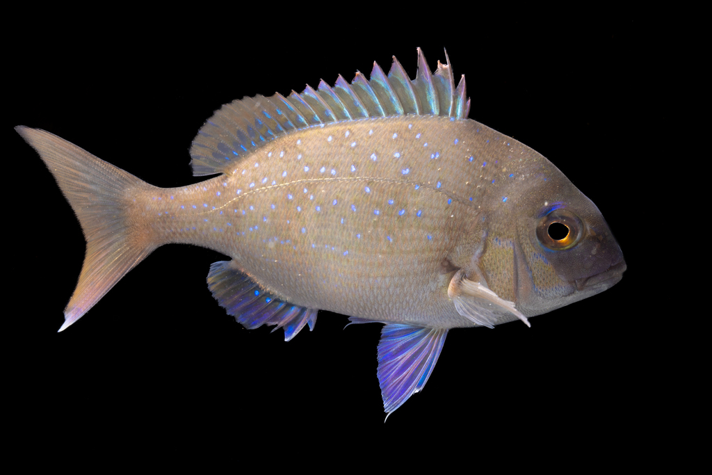 Snapper from Sydney NSW, Australia on April 22, 2023 at 09:59 AM by ...