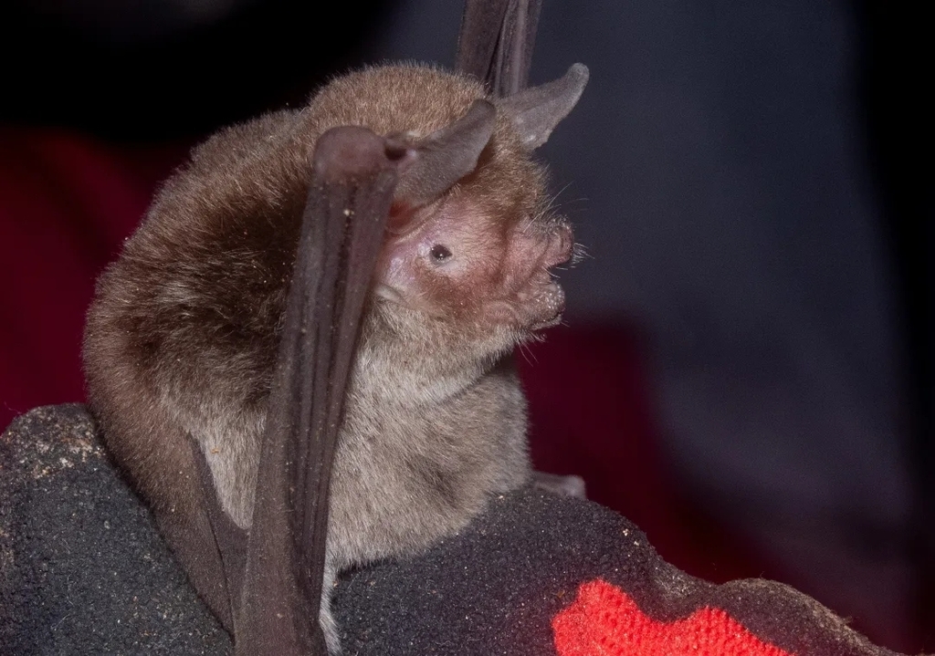 Wagner's moustached bat from Parque Recreativo Los Troncones on April ...