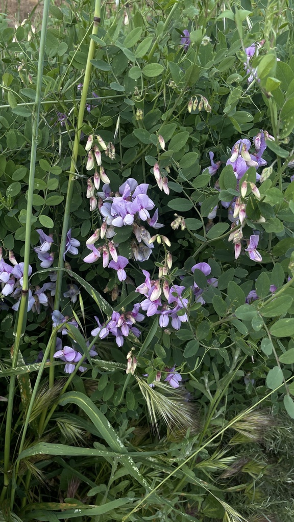 Pacific pea from ENC Tucker Wildlife Sanctuary, Silverado, CA, US on ...