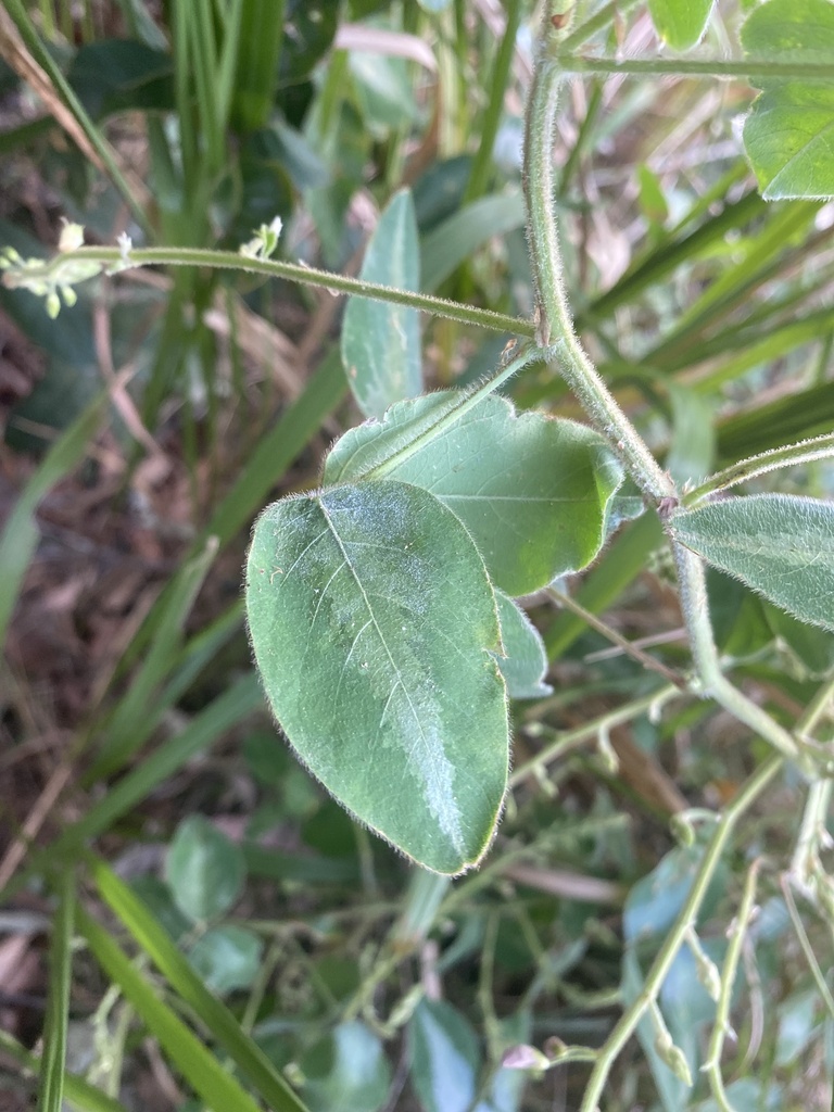 Silverleaf Desmodium from Kairabah, QLD, AU on April 23, 2023 at 04:33 ...