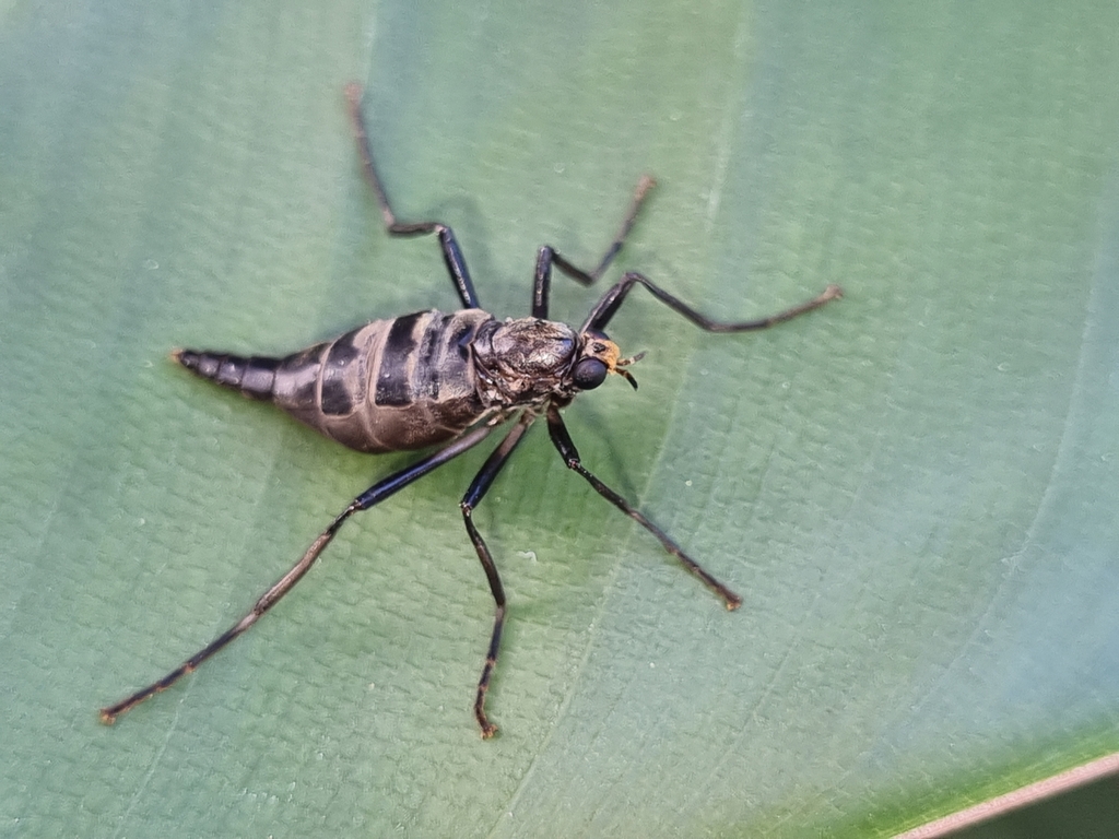 Australian Wingless Soldier Fly from St Kilda East VIC 3183, Australia ...