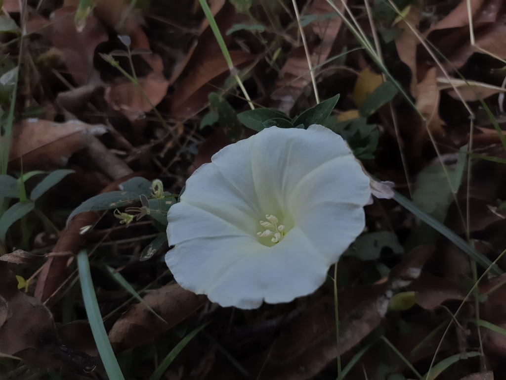 Turpeth from Navsari, IN-GJ, IN on April 20, 2023 at 10:58 AM by Pavan ...