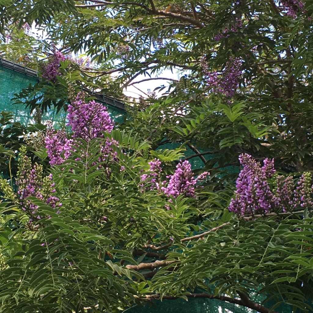 Lonchocarpus longistylus from Calle Ichpaatún 131–145, Chetumal, QROO ...