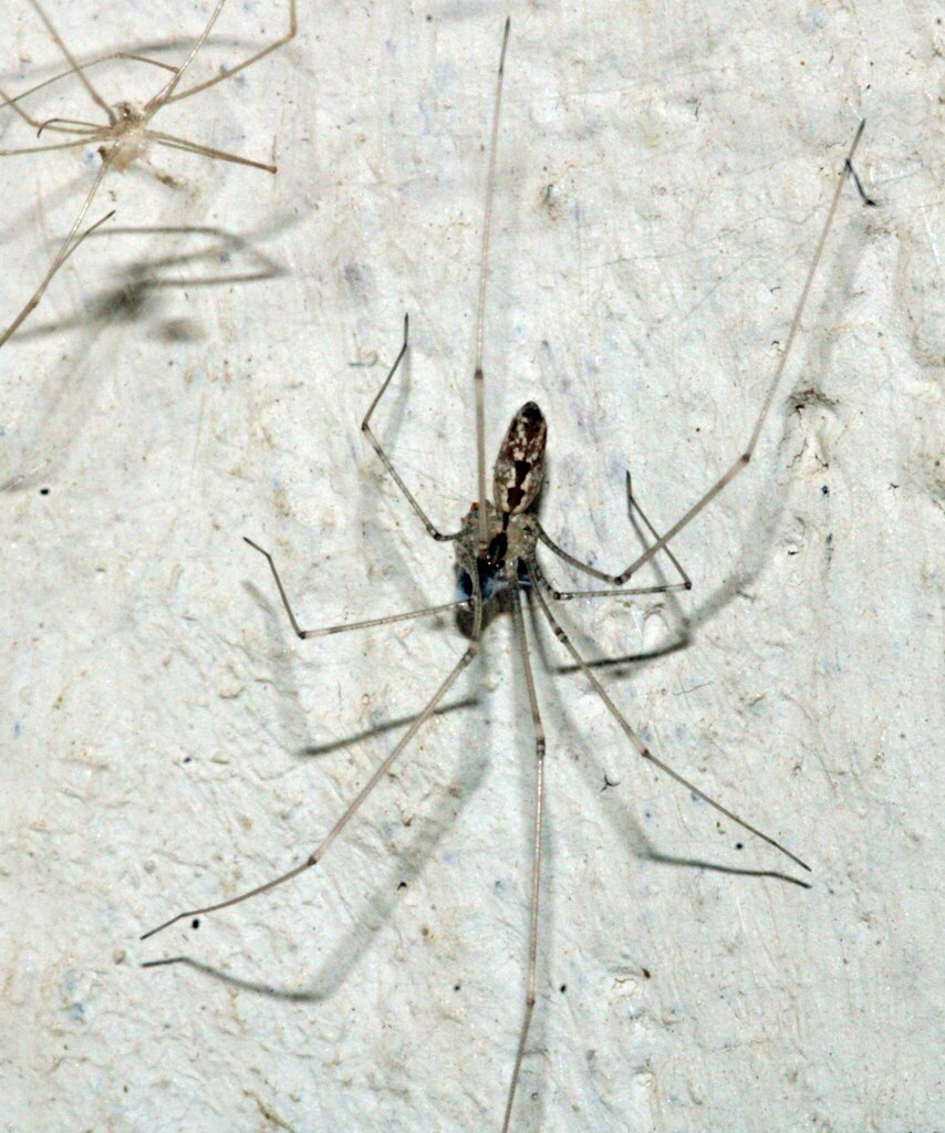 Cellar Spiders from Swakopmund, Namibia on April 15, 2023 by Frank ...
