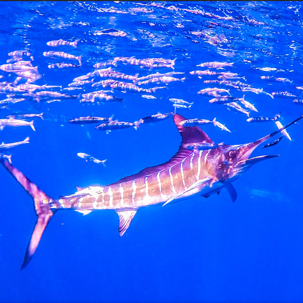 Striped Marlin in April 2023 by Jonathan Parra · iNaturalist