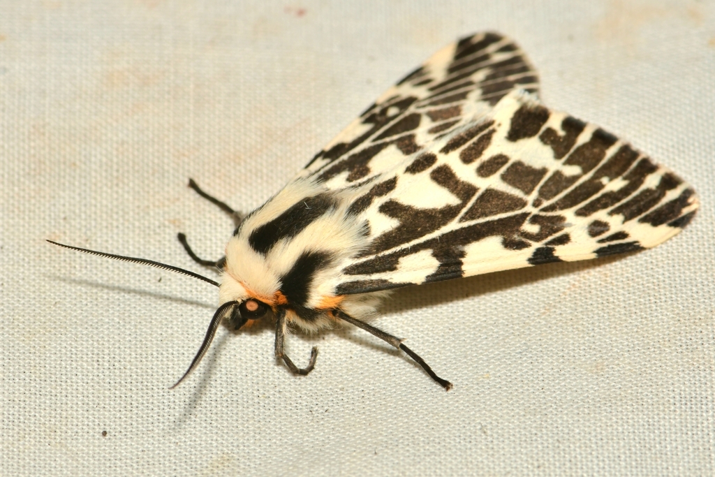 black-and-white tiger moth from Tuerong VIC 3915, Australia on April 22 ...