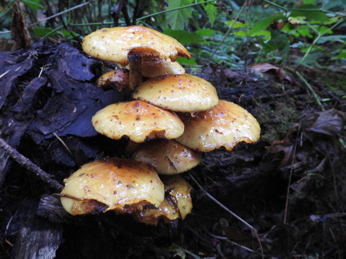 Observations by shaymas_macamus · iNaturalist