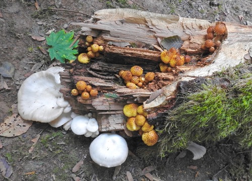 Observations by shaymas_macamus · iNaturalist