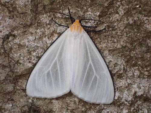 Xenosoma flaviceps · 愛自然-臺灣(iNaturalist Taiwan)