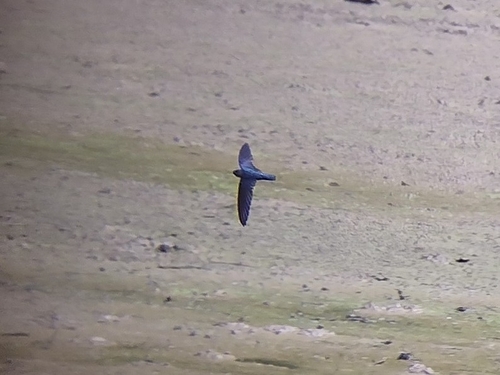 Subspecies Collocalia esculenta esculenta · iNaturalist