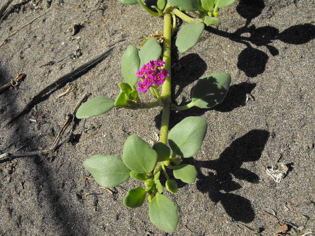 red sand-verbena from Loreto, MX-BS, MX on September 22, 2015 by Parque ...