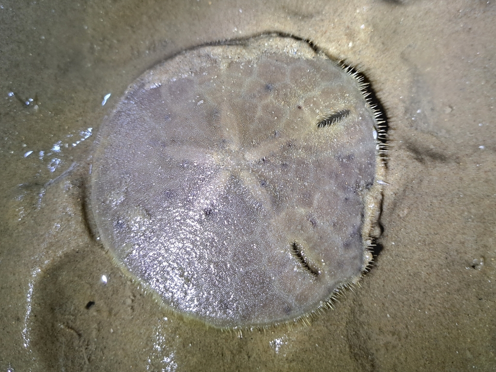 Pansy-shells from Negeri Sembilan, Malaysia on April 21, 2023 at 01:04 ...