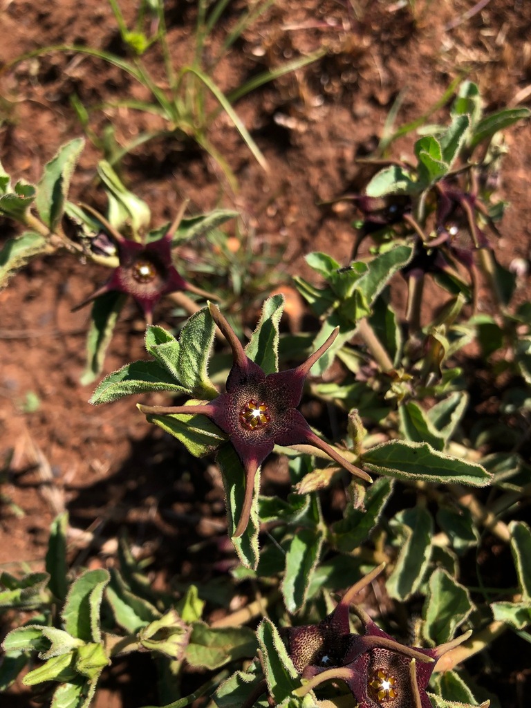 Hottentots Bread in November 2021 by Carel Fourie · iNaturalist