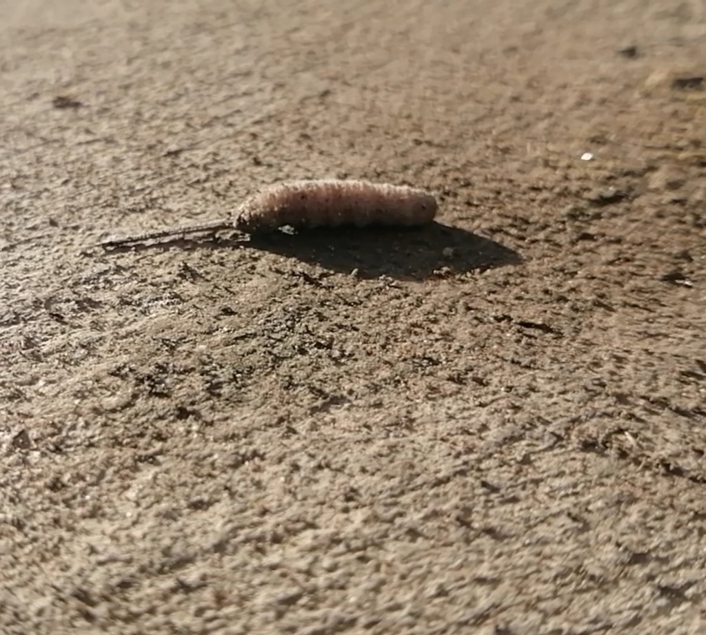 Common Drone Fly from Ruta 5 norte, Kilómetro 470, La Serena, Coquimbo ...