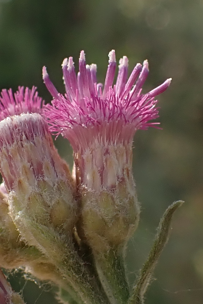 arrowweed from Central City, Phoenix, AZ, USA on April 23, 2023 at 10: ...