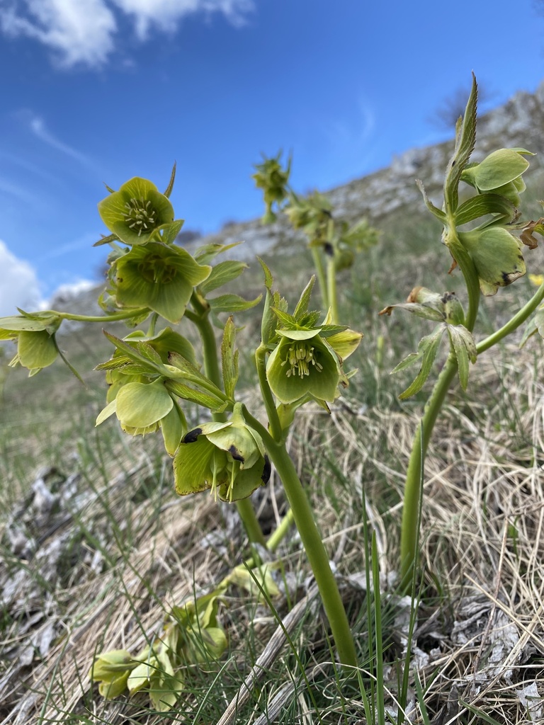 Helleborus multifidus from Donji Bitelić, 17, HR on April 22, 2023 at ...