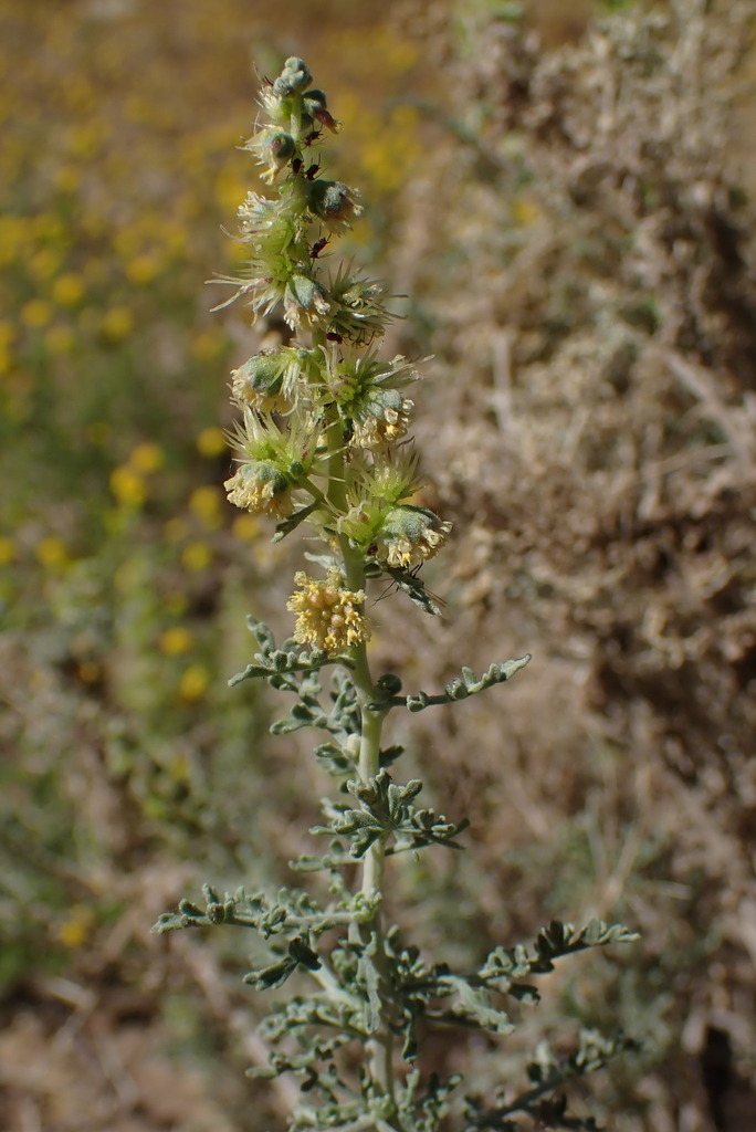 Burrobush from Central City, Phoenix, AZ, USA on April 23, 2023 at 10:28 AM by Julie Stromberg ...