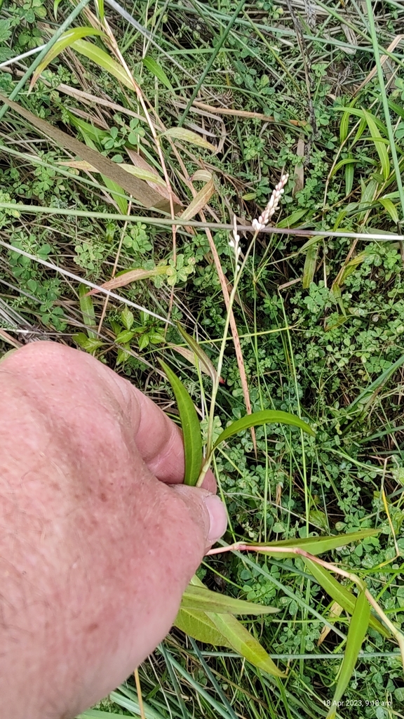 slender knotweed from Wellsford 0972, New Zealand on April 18, 2023 at ...