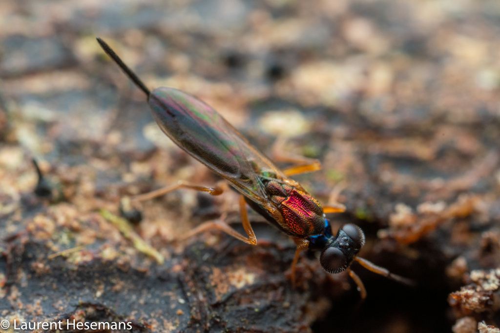 Eupelmidae from San José Province, Pérez Zeledón, Costa Rica on November 20, 2022 at 12:57 PM by ...