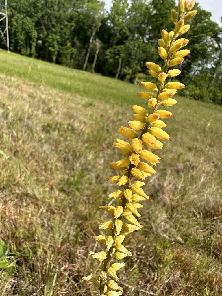Yellow Colicroot in April 2023 by Matthew Silverman · iNaturalist