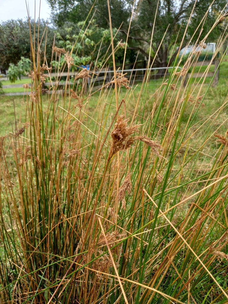 Broom Rush from 1335 Oruru Road on April 18, 2023 at 12:04 PM by Arama Nursery · iNaturalist