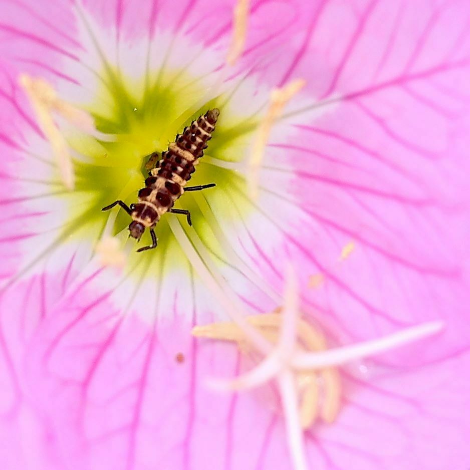 Spotted Pink Lady Beetle from DP Dog Park, TX, USA on April 21, 2023 at ...