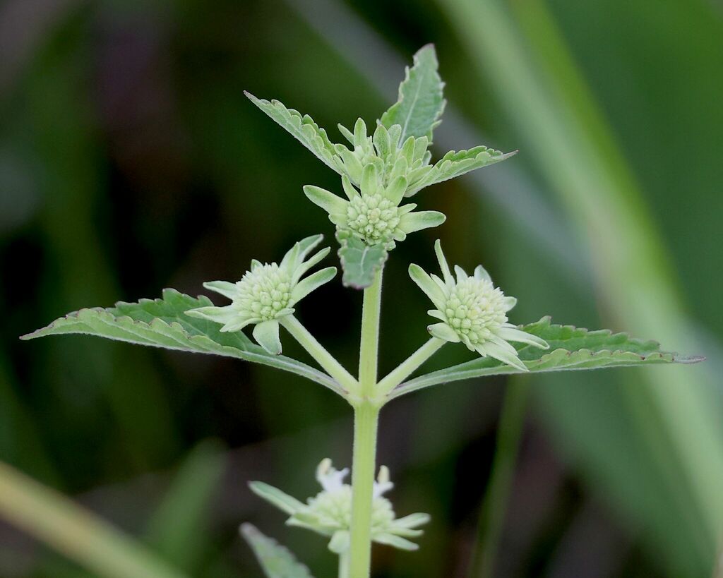 Hyptis from Deer Park, TX, USA on April 21, 2023 at 05:43 PM by Bobby ...