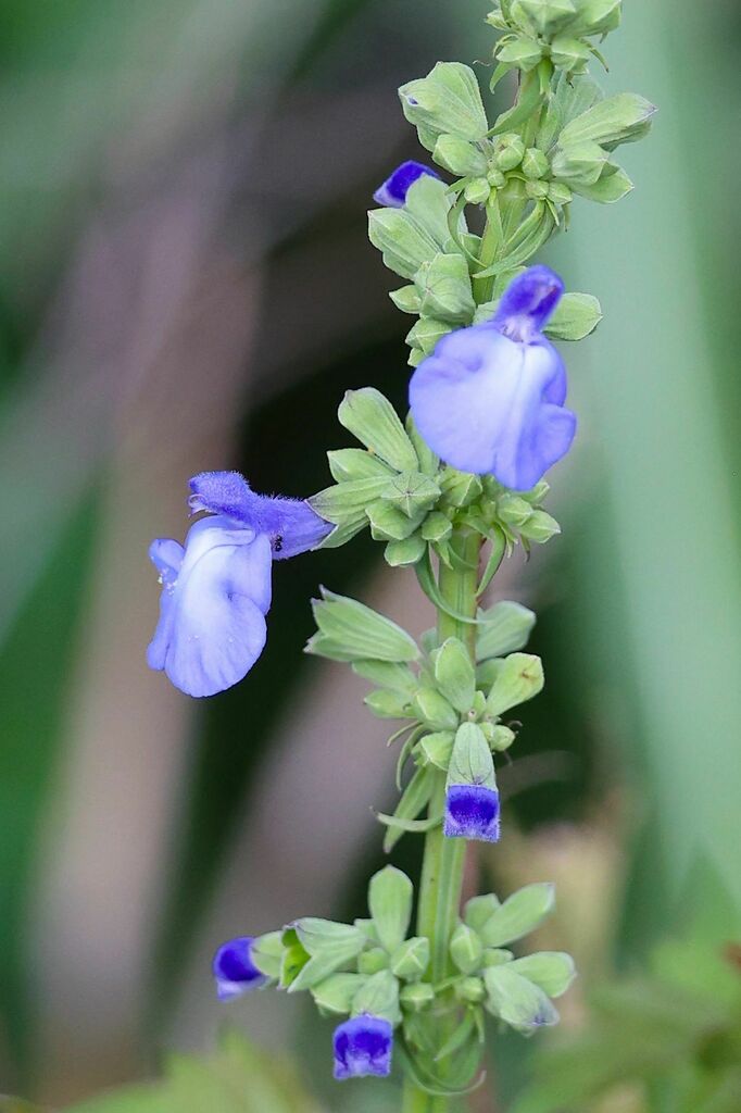 giant blue sage from Deer Park, TX, USA on April 21, 2023 at 06:50 PM ...
