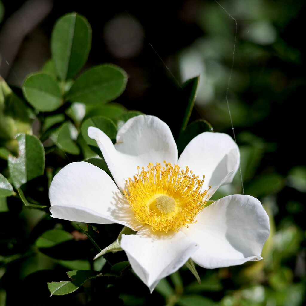 Macartney's rose from Harris County, TX, USA on April 22, 2023 at 04:11 ...