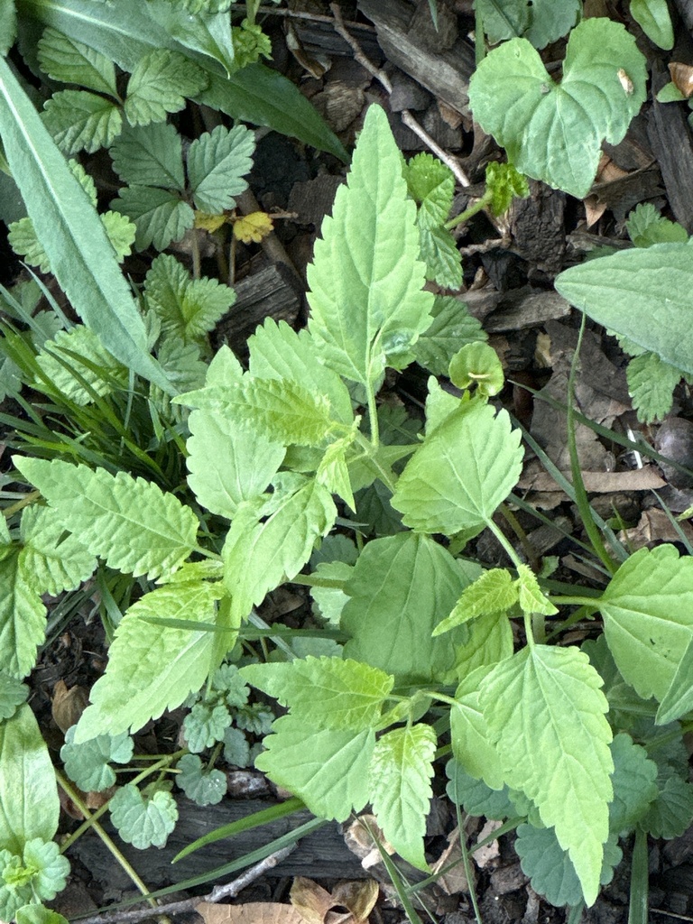 white snakeroot from Central Park, New York, NY, US on April 23, 2023 ...