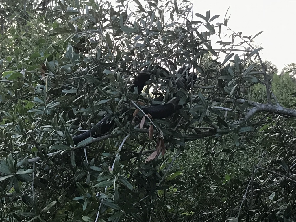 Colubrine Snakes in October 2018 by Krys Rinaman Espinosa · iNaturalist