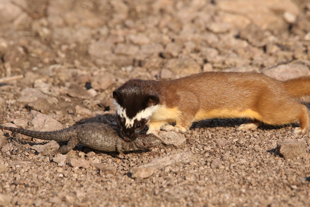 Long-tailed Weasel from Tequixquiac, México, Mexico on April 23, 2023 ...