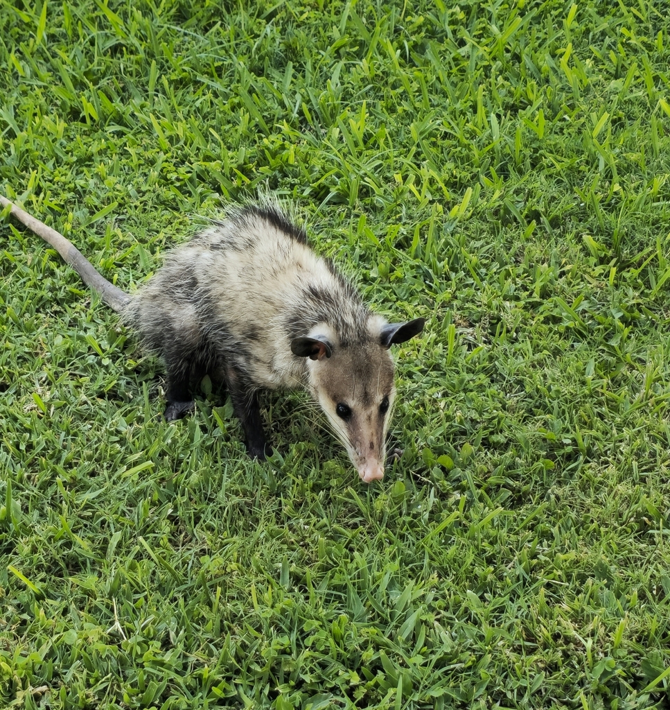 Large American Opossums from Zona Hotelera, Cancún, Q.R., México on ...