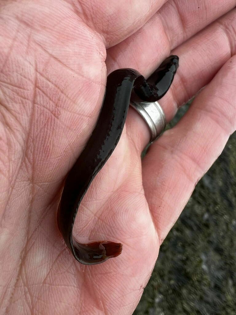Black Prickleback from California, US on April 22, 2023 at 07:06 PM by ...