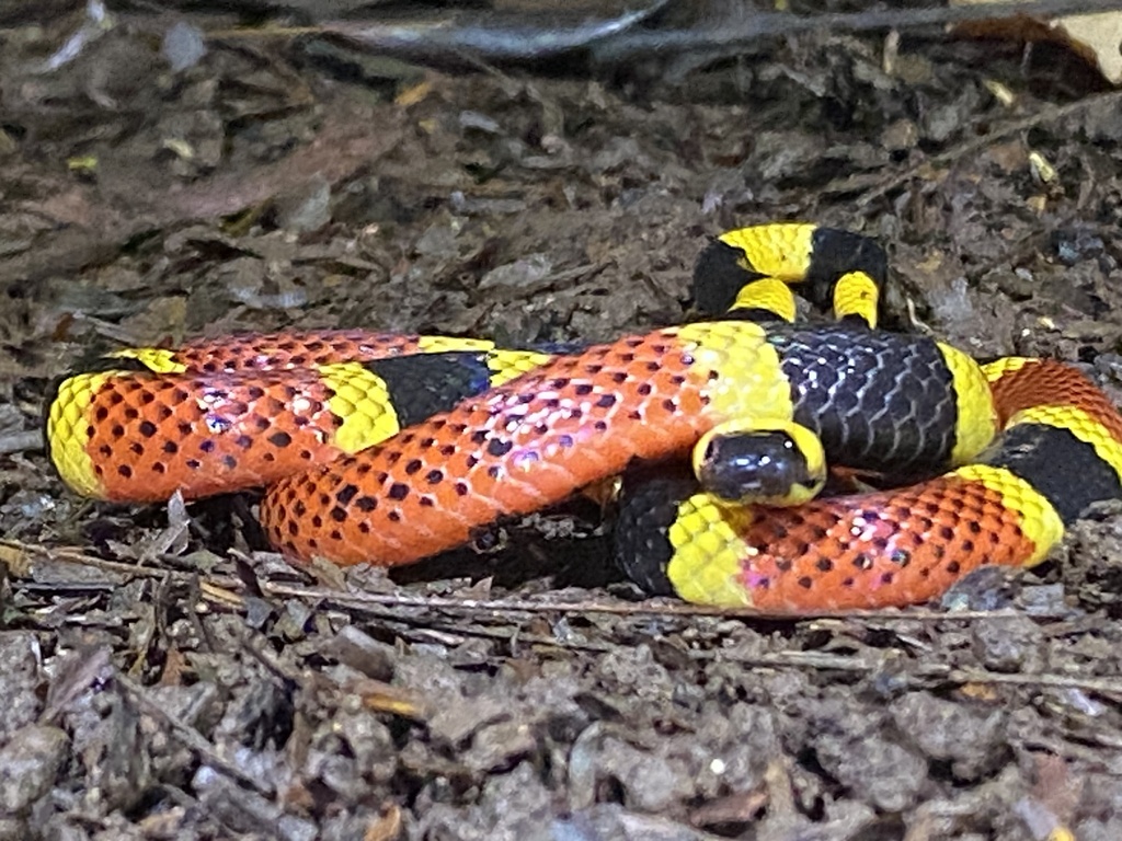Costa Rican Coralsnake from Pococi, Limon, CR on April 14, 2023 at 09: ...