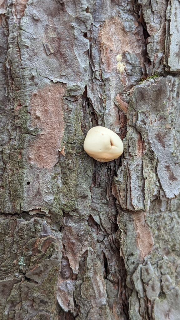 Veiled Polypore from Marion Township, PA, USA on April 23, 2023 at 02: ...