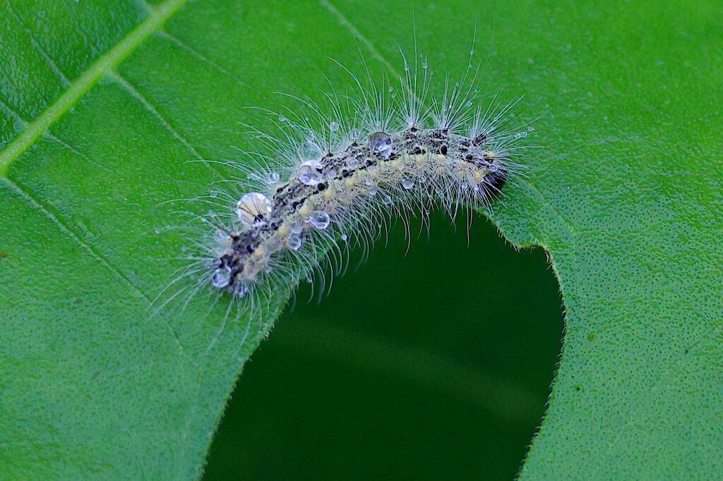Fall Webworm Moth from La Porte, TX 77571, USA on March 26, 2023 at 10: ...