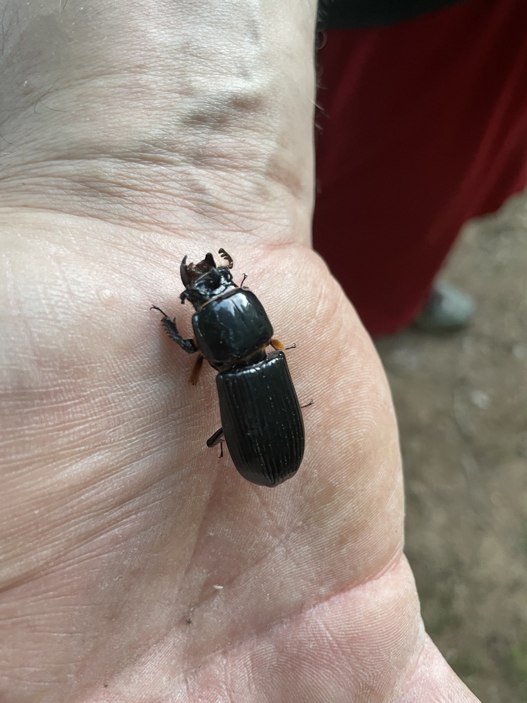 Horned Passalus Beetle in April 2023 by Elizabeth Tranquil · iNaturalist
