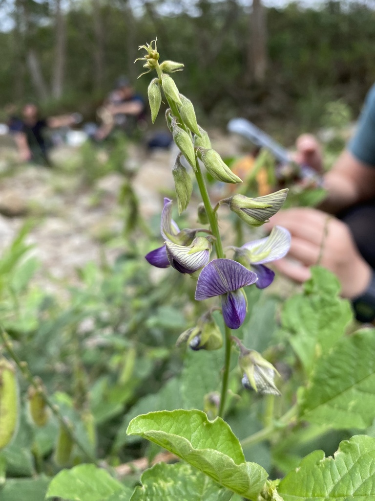 Blue Rattlepod from TW on April 23, 2023 at 12:32 PM by 黃亭云 · iNaturalist