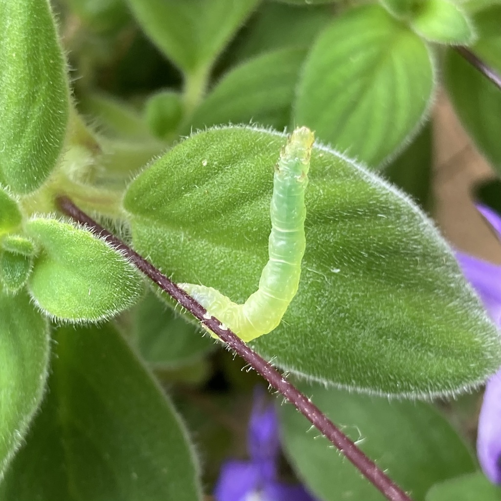 Green Garden Looper from Scenic Highway, Terrigal, NSW, AU on April 24 ...