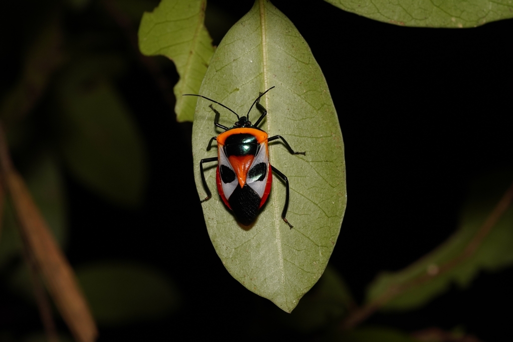 Catacanthus punctus from Killaloe QLD 4877, Australien on April 21 ...