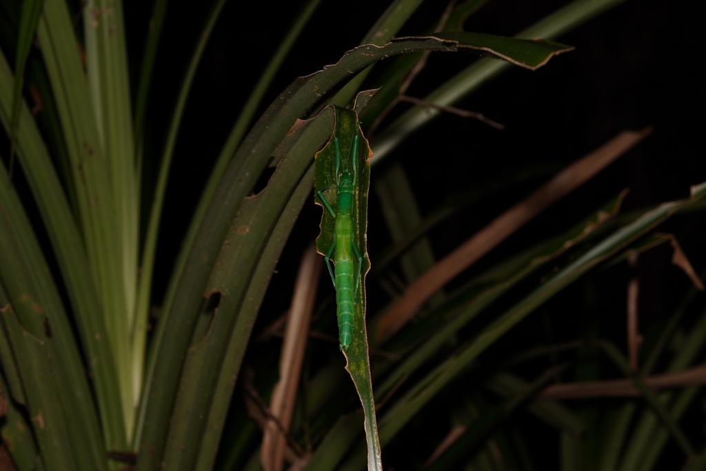 Peppermint Stick Insect from Cairns - Pt B, AU-QL, AU on April 21, 2023 ...