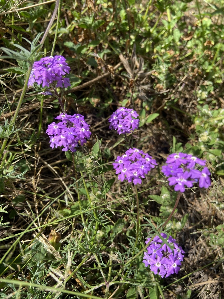 South American mock vervain from Bunya Mountains National Park, Bunya ...