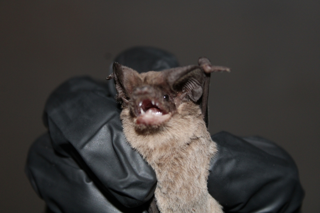 Mexican Free-tailed Bat from Centro Ecoturistico Del Lago on April 15 ...