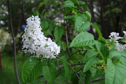 Photo 27041, (c) John Cramer III, all rights reserved, uploaded by John ...