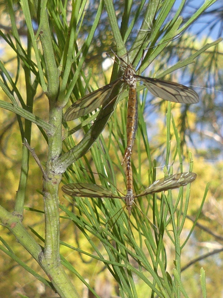 Leptotarsus from Wallaga Lake NSW 2546, Australia on April 20, 2023 at ...